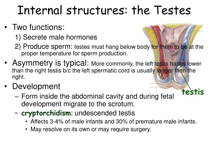 PPT - Chapter 5 Male Sexual Anatomy & Physiology PowerPoint ...