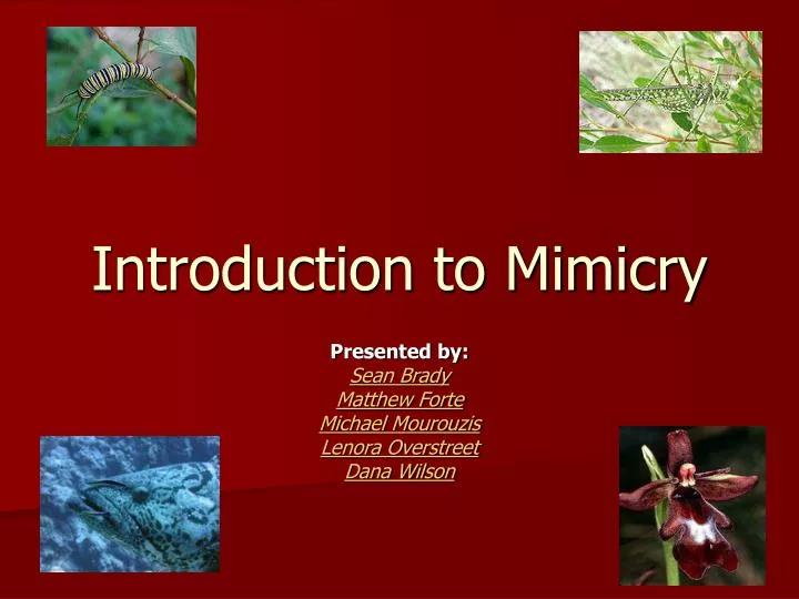 PPT - Introduction to Mimicry PowerPoint Presentation, free download ...