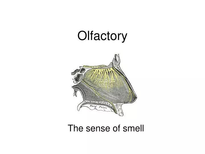 PPT - Olfactory PowerPoint Presentation, free download - ID:1111910