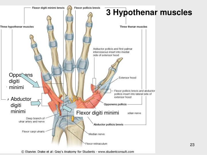PPT - MBS 212 Human Movement PowerPoint Presentation - ID:1113159