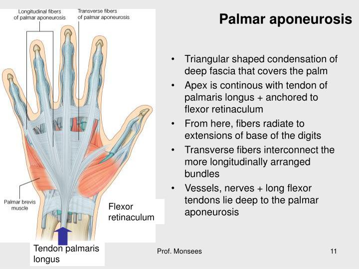 PPT - MBS 212 Human Movement PowerPoint Presentation - ID:1113159