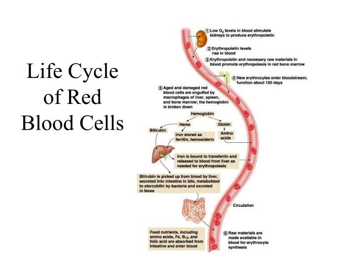 Red Blood Cell Life Cycle Red Blood Cell Life Cycle
