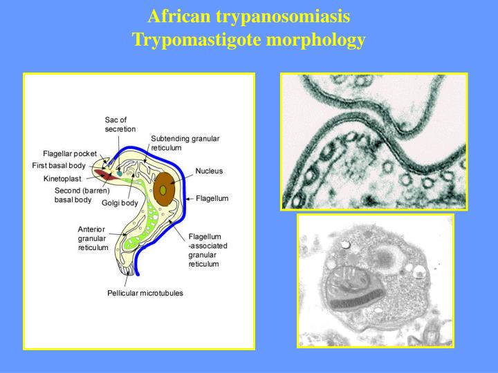 PPT - African trypanosomiasis Trypanosoma brucei PowerPoint ...