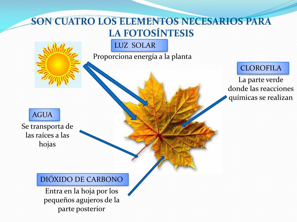 Factores Que Afectan La Fotosintesis - MXEDUSA Factores Que Afectan La Fotosintesis - MXEDUSA