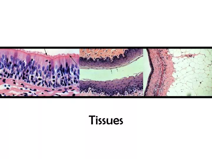 PPT - Tissues PowerPoint Presentation, free download - ID:1114147