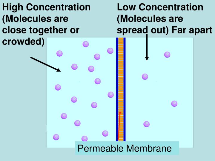 PPT - Maintaining a constant cell environment PowerPoint Presentation ...