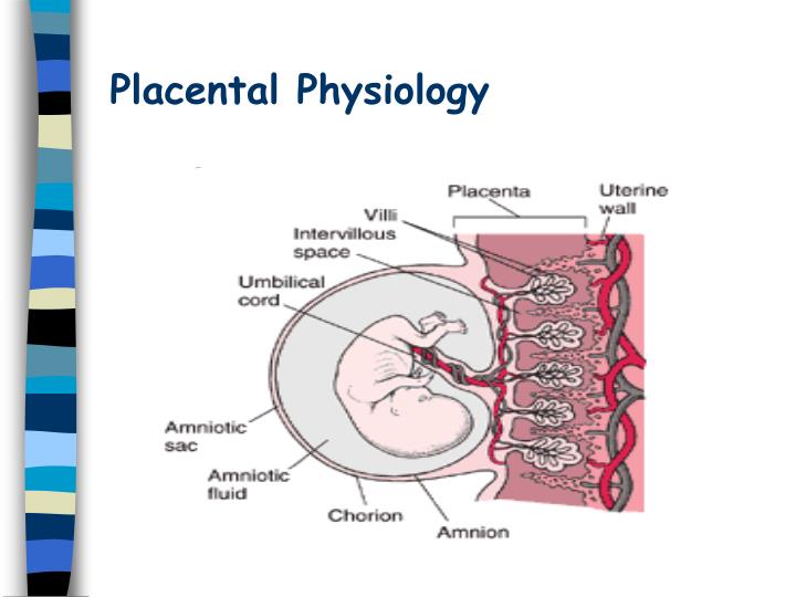 PPT - Fetal Monitoring PowerPoint Presentation - ID:1115826