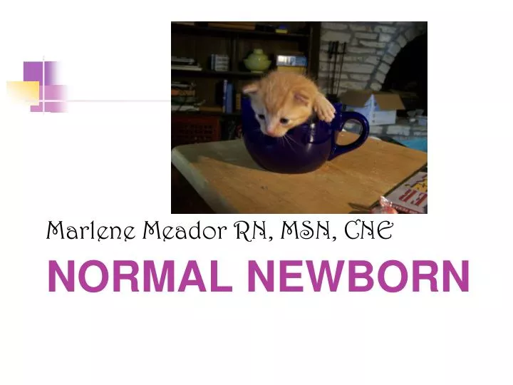 PPT - Normal Newborn PowerPoint Presentation, free download - ID:1116590