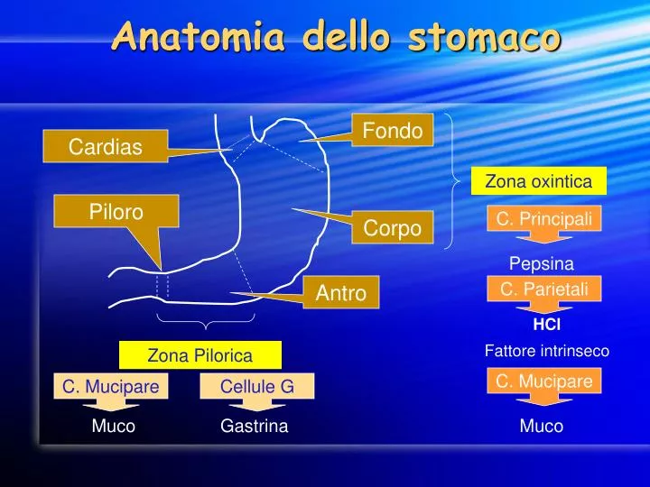 PPT - Anatomia dello stomaco PowerPoint Presentation, free download ...