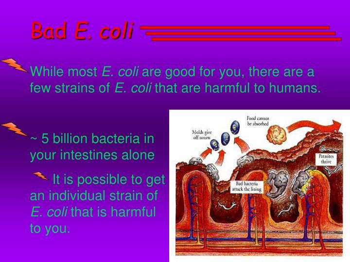 PPT - E. coli: The Good, The Bad, And The Ugly PowerPoint Presentation ...