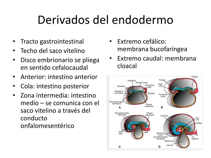 PPT - Tercera a octava semana: Período embrionario PowerPoint ...