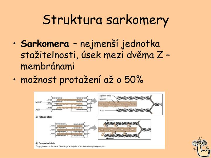 PPT - svalová soustava PowerPoint Presentation - ID:1118432