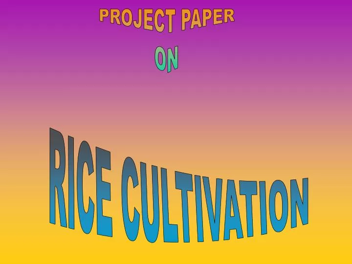 PPT - RICE CULTIVATION PowerPoint Presentation, free download - ID:1118877