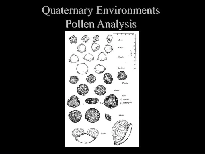 PPT - Quaternary Environments Pollen Analysis PowerPoint Presentation ...