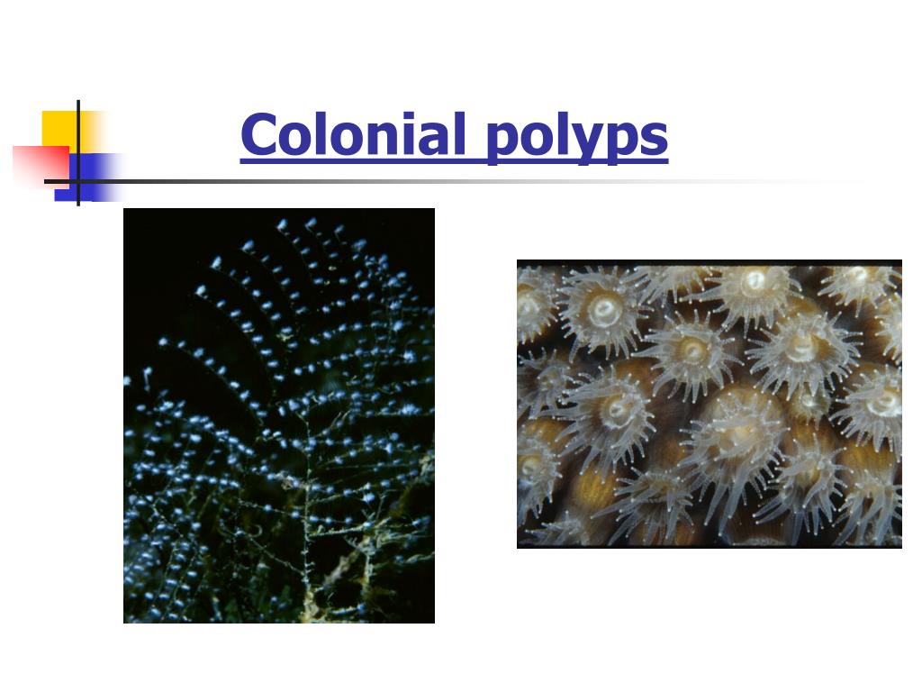 PPT - The Sponges – Phylum Porifera PowerPoint Presentation, free ...