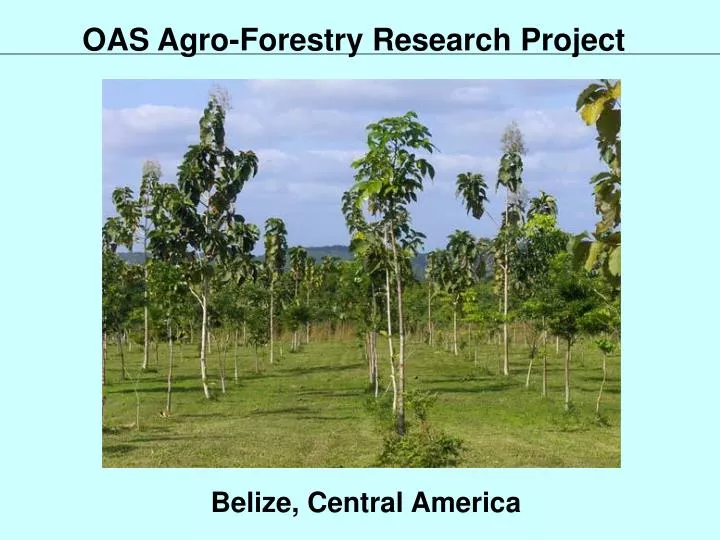 PPT - OAS Agro-Forestry Research Project PowerPoint Presentation, free ...