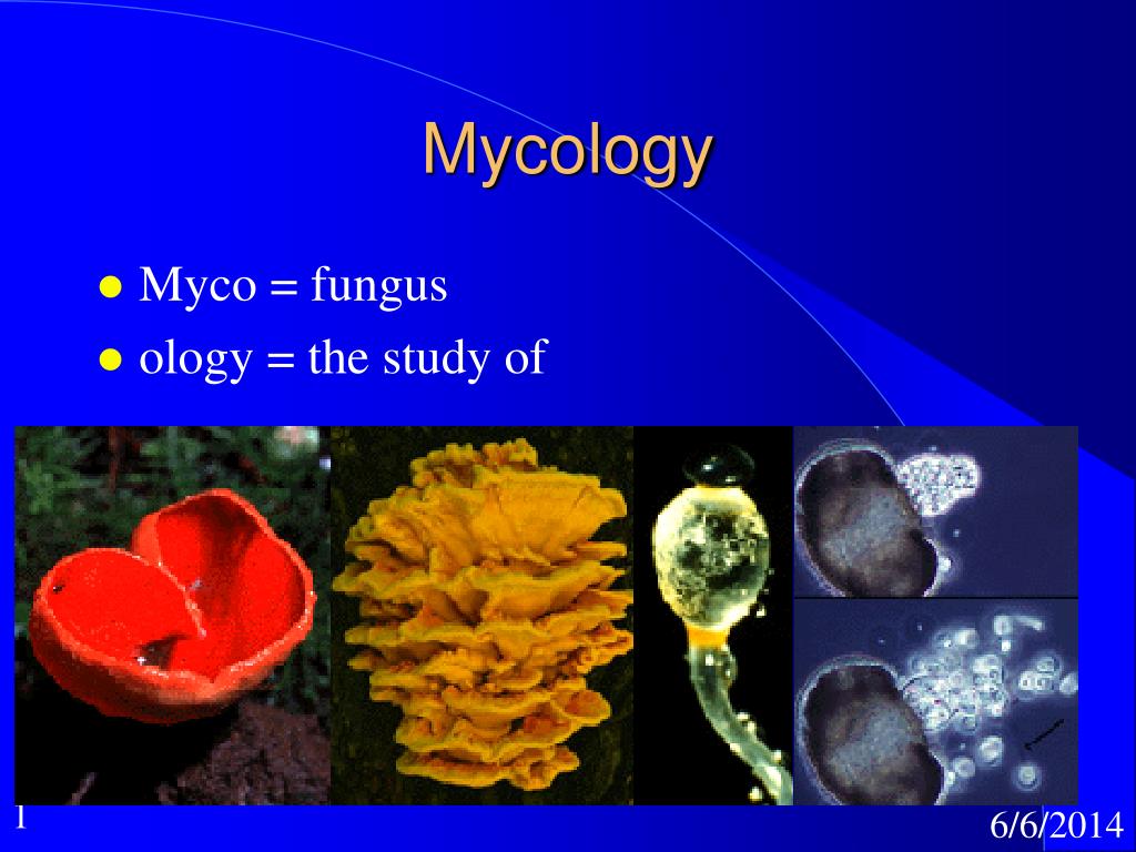 Ppt Mycology Powerpoint Presentation Free Download Id 1119593