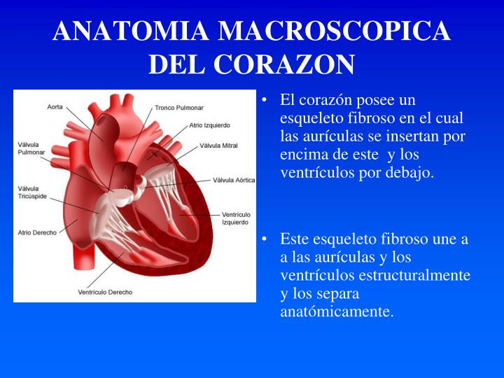 PPT - MUSCULO CARDIACO PowerPoint Presentation - ID:1120035