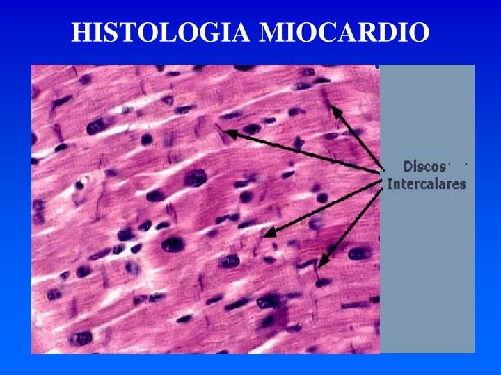 PPT - MUSCULO CARDIACO PowerPoint Presentation - ID:1120035