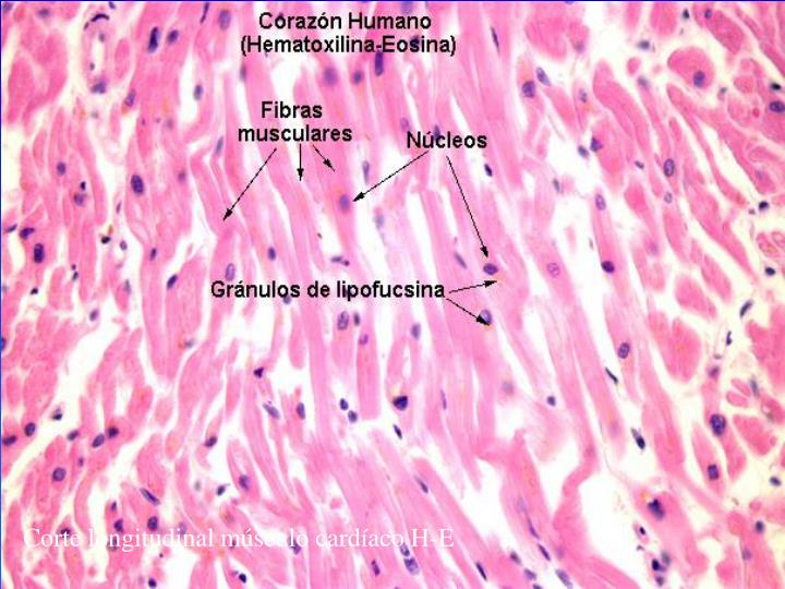 PPT - MUSCULO CARDIACO PowerPoint Presentation - ID:1120035