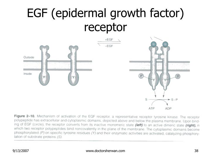 PPT - Introduction to Signal Transduction PowerPoint Presentation - ID ...