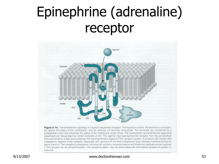 PPT - Introduction to Signal Transduction PowerPoint Presentation - ID ...