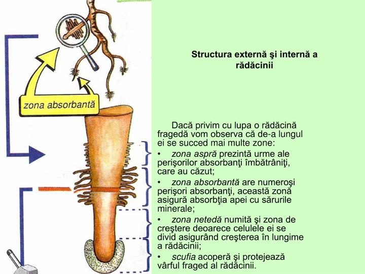 PPT - Alcătuirea generală a unei plante cu flori PowerPoint ...