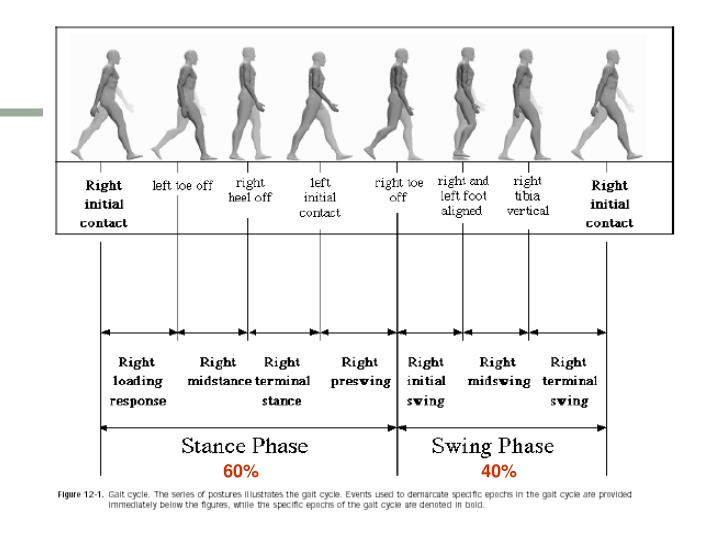 PPT - Gait & Gait Aids PowerPoint Presentation - ID:1120864