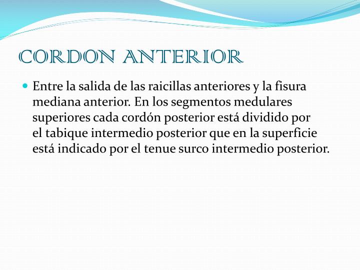 PPT - Sistema Nervioso Central y Periférico PowerPoint Presentation ...