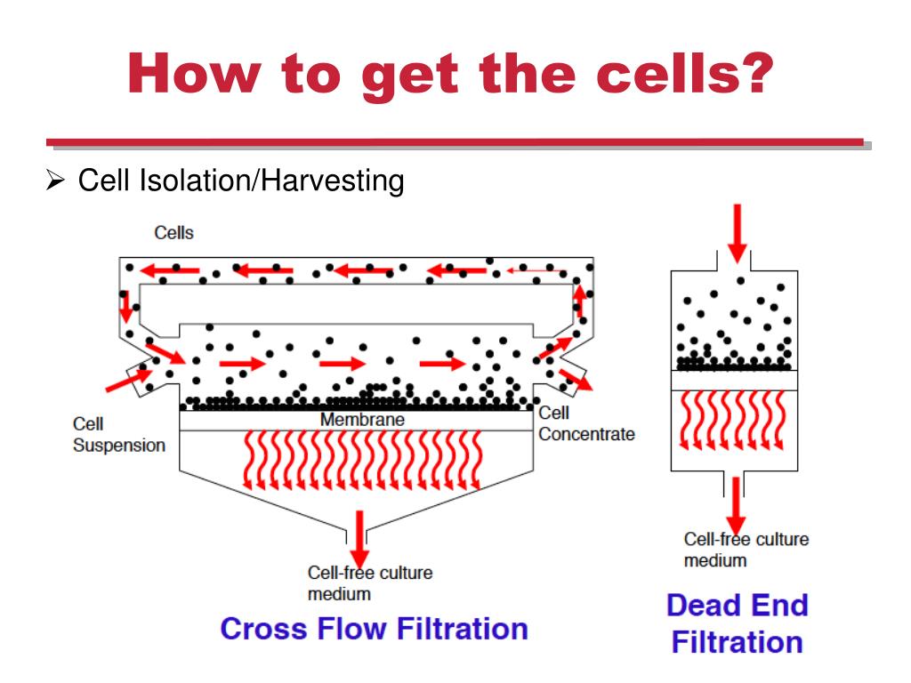 PPT - Plant and Mammalian Tissue Culture PowerPoint Presentation, free ...
