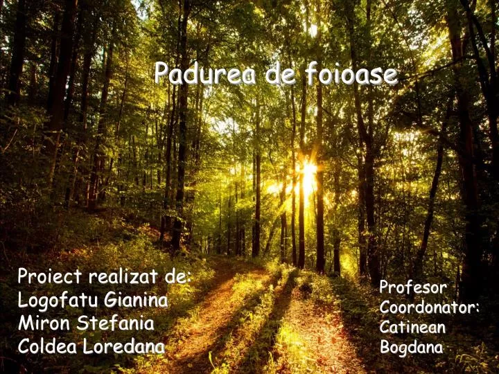 PPT - Padurea de foioase PowerPoint Presentation, free download - ID ...
