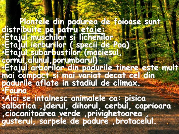PPT - Padurea de foioase PowerPoint Presentation - ID:1124695