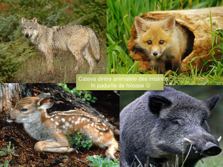 PPT - Padurea de foioase PowerPoint Presentation - ID:1124695