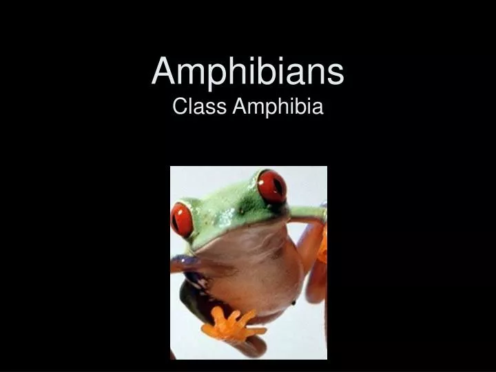 PPT - Amphibians Class Amphibia PowerPoint Presentation, free download ...