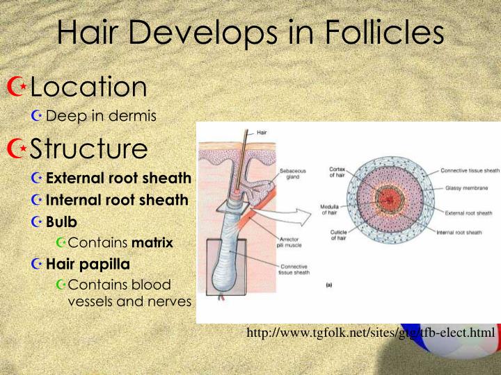 PPT - The Integumentary System PowerPoint Presentation - ID:1128596