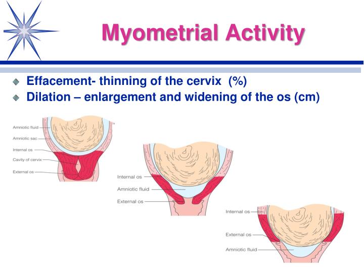 PPT - Normal Labor and Delivery Physiological Adaptations Chapter 17 ...