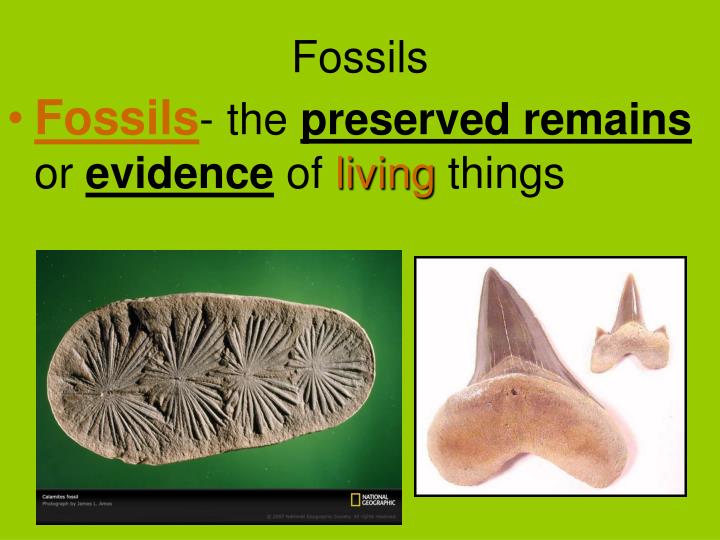 PPT - Fossils PowerPoint Presentation - ID:1128651