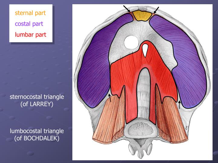 PPT - Thoracic cage, diaphragm PowerPoint Presentation - ID:1129811