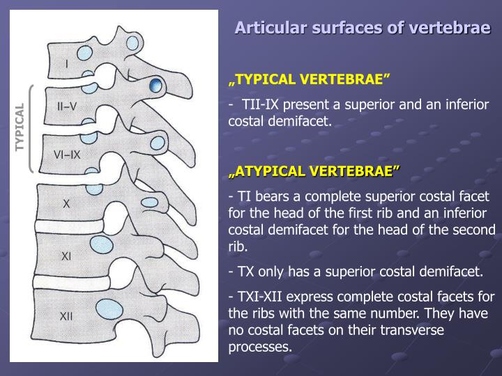 PPT - Thoracic cage, diaphragm PowerPoint Presentation - ID:1129811