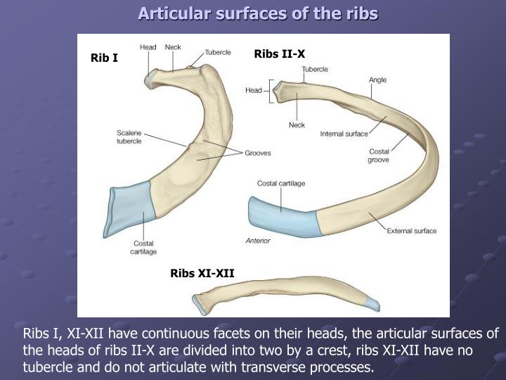 PPT - Thoracic cage, diaphragm PowerPoint Presentation - ID:1129811