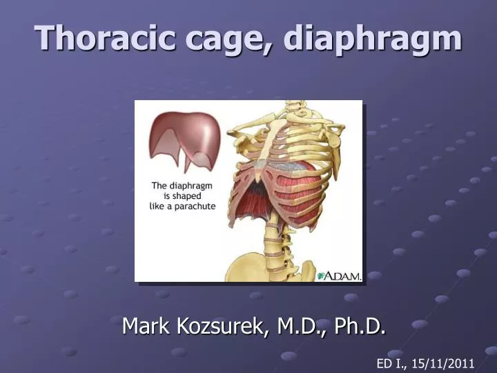 PPT - Thoracic cage, diaphragm PowerPoint Presentation, free download ...