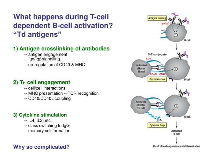 PPT - B-cell Development and Activation Chapter 5 PowerPoint ...