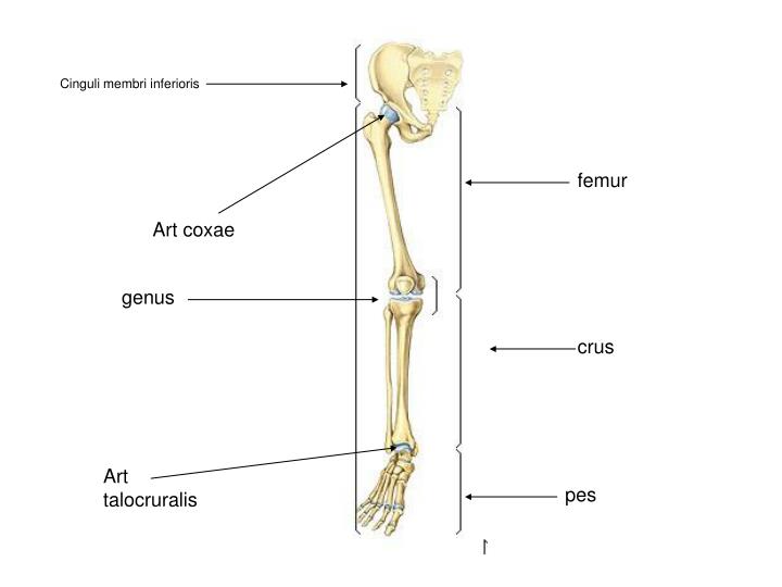 PPT - Cinguli membri inferior PowerPoint Presentation - ID:1130189