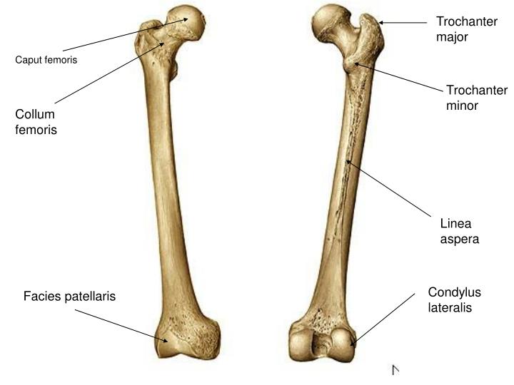 PPT - Cinguli membri inferior PowerPoint Presentation - ID:1130189