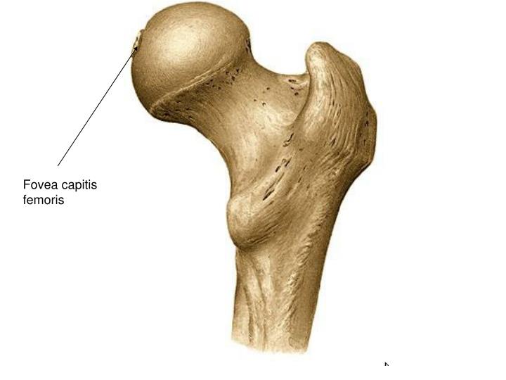 PPT - Cinguli membri inferior PowerPoint Presentation - ID:1130189