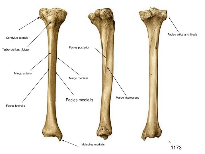 PPT - Cinguli membri inferior PowerPoint Presentation - ID:1130189