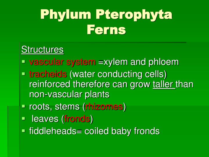 PPT - Seedless Vascular Plants PowerPoint Presentation - ID:1131093