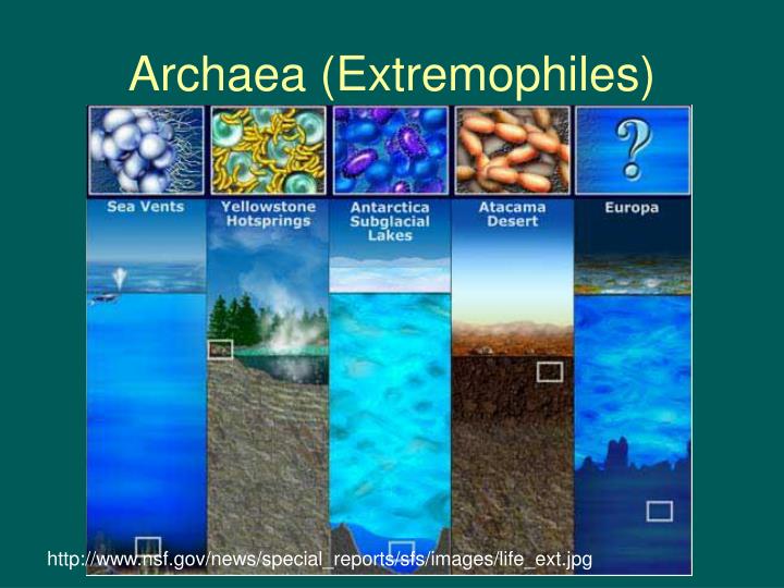 PPT - 6 Kingdoms Anticipation Guide: Just to get you thinking ...