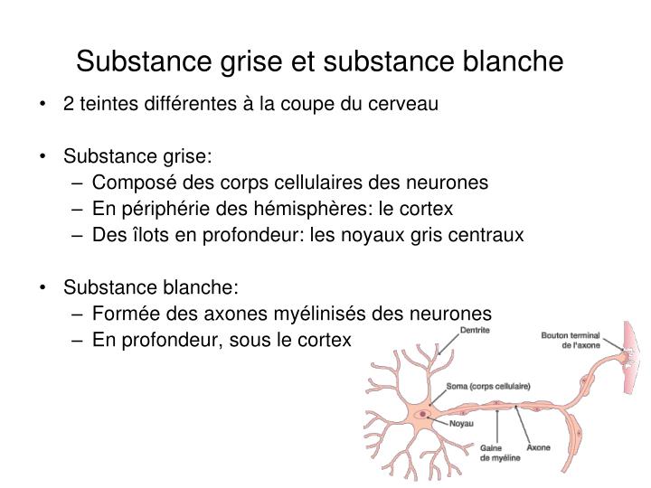PPT - Anatomie et Sémiologie en Neurologie PowerPoint Presentation - ID ...