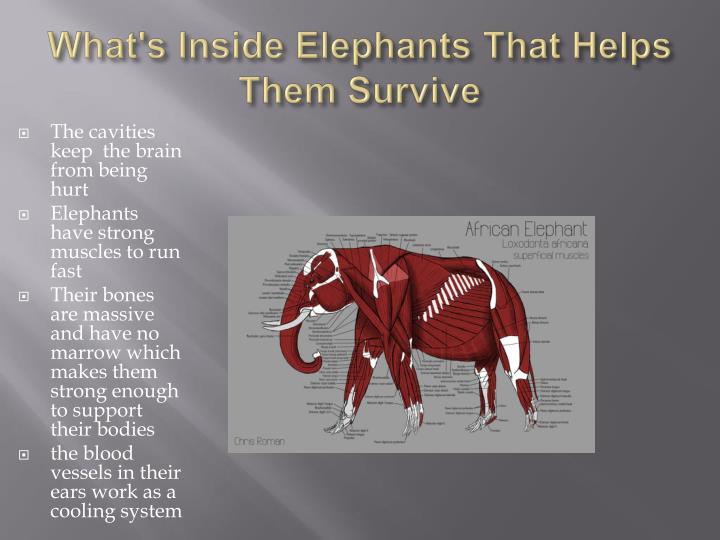 PPT - Elephants! PowerPoint Presentation - ID:1131493